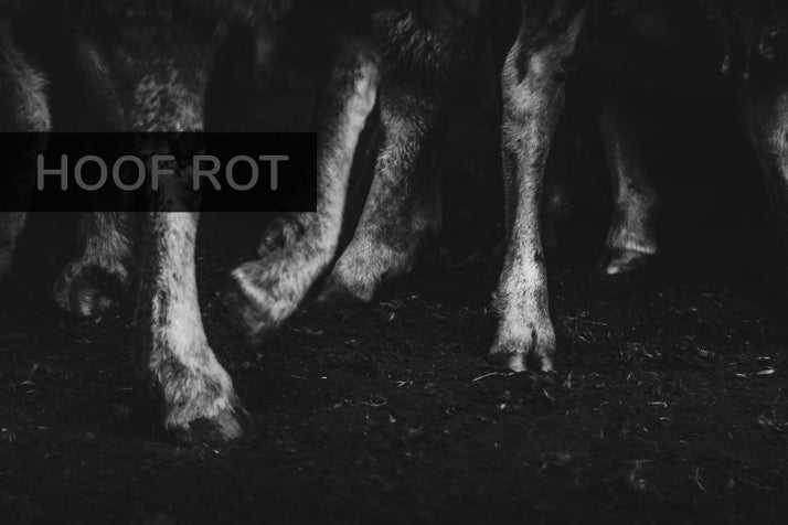 What is Hoof Rot? – Hoof Boss